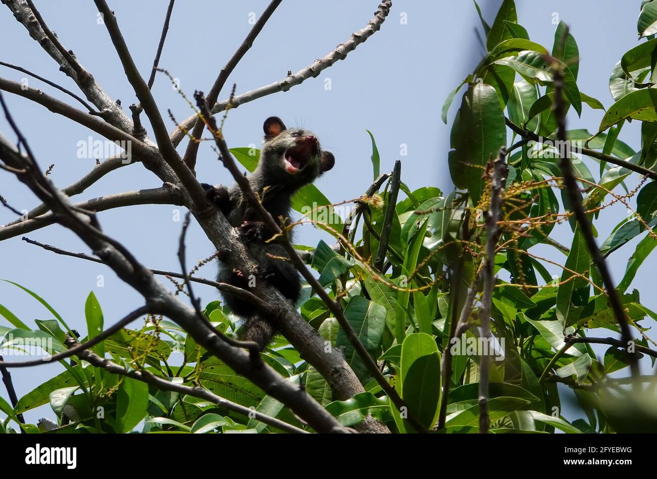 Asian palm civet cub on the trees, A tiny creature lost in the jungle ...