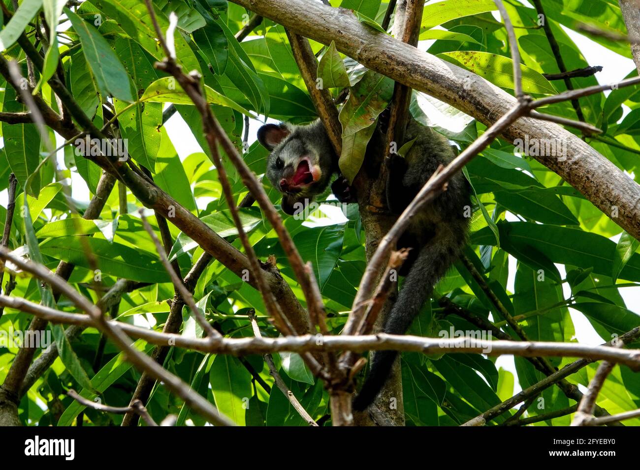 Asian palm civet cub on the trees, A tiny creature lost in the jungle ...