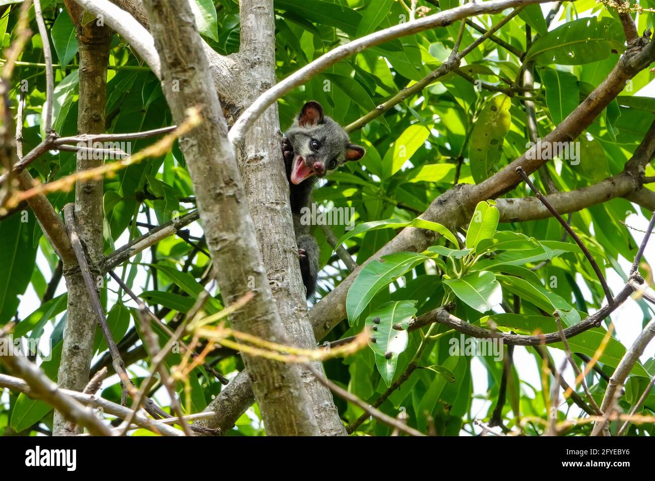 Asian palm civet cub on the trees, A tiny creature lost in the jungle ...