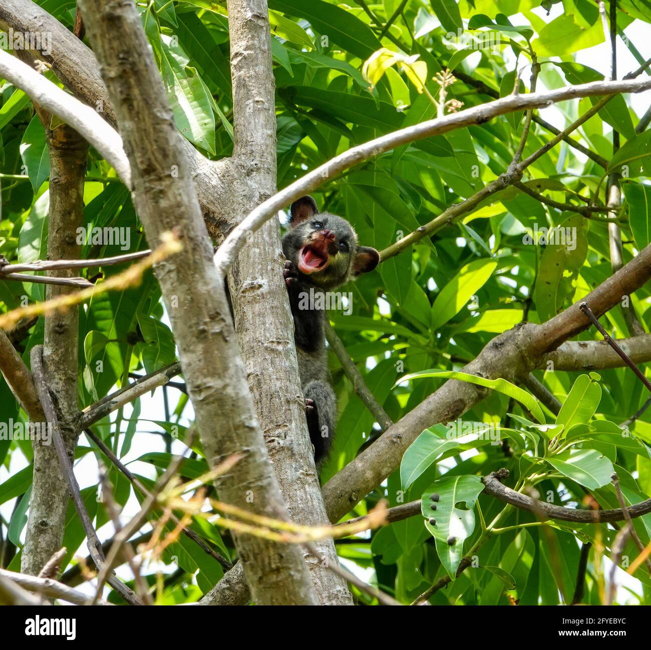 Asian palm civet cub on the trees, A tiny creature lost in the jungle ...