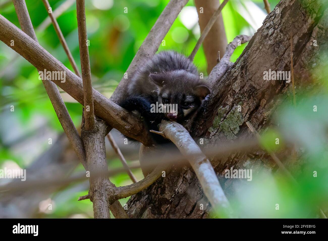 Asian palm civet cub on the trees, A tiny creature lost in the jungle ...