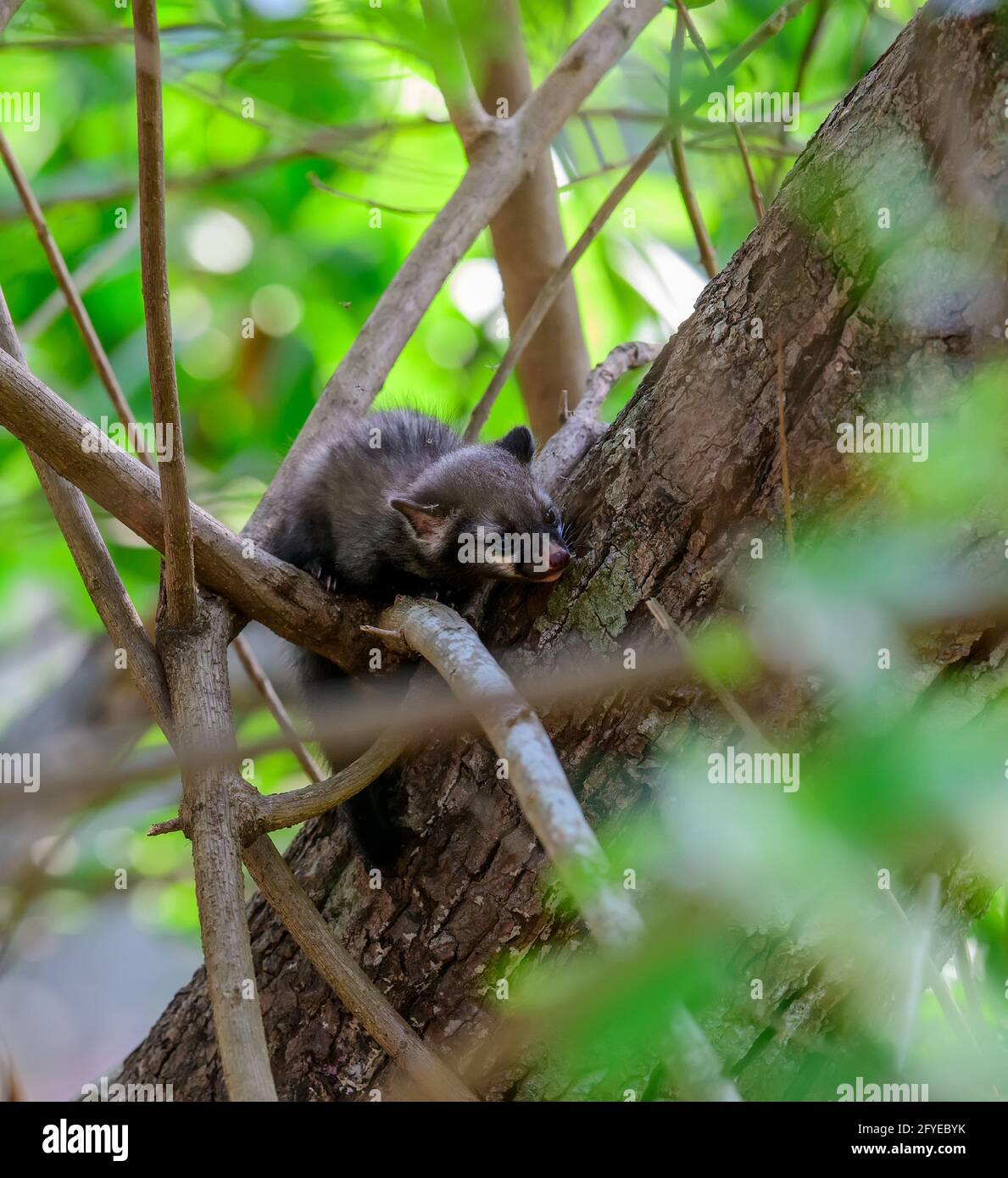 Asian palm civet cub on the trees, A tiny creature lost in the jungle ...