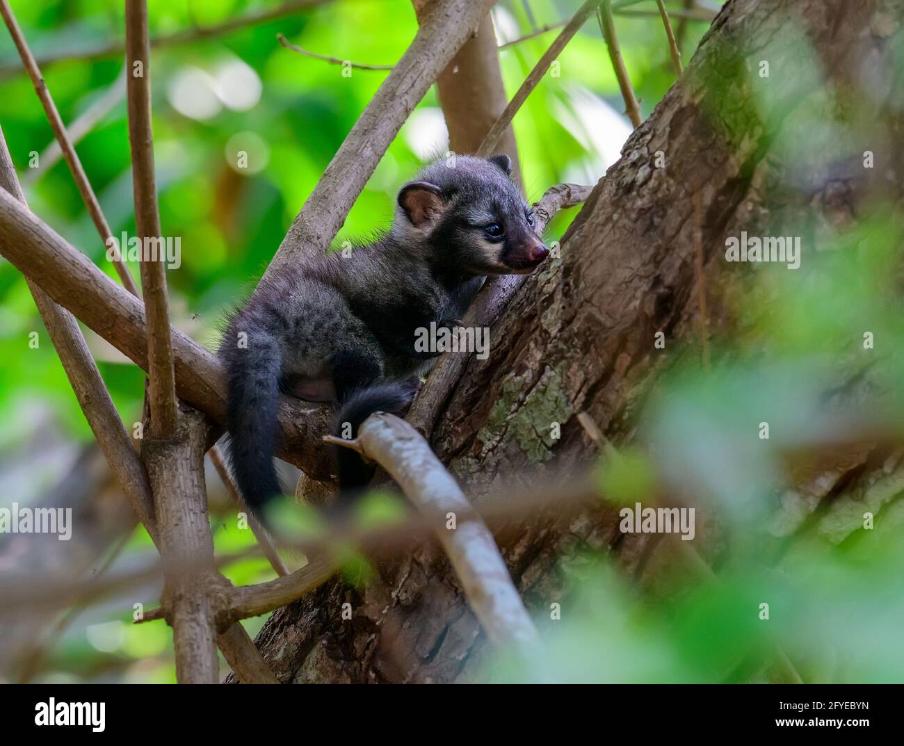 Asian palm civet cub on the trees, A tiny creature lost in the jungle ...