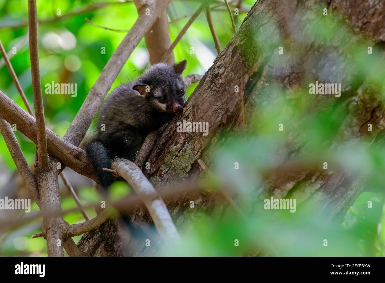 Asian palm civet cub on the trees, A tiny creature lost in the jungle ...
