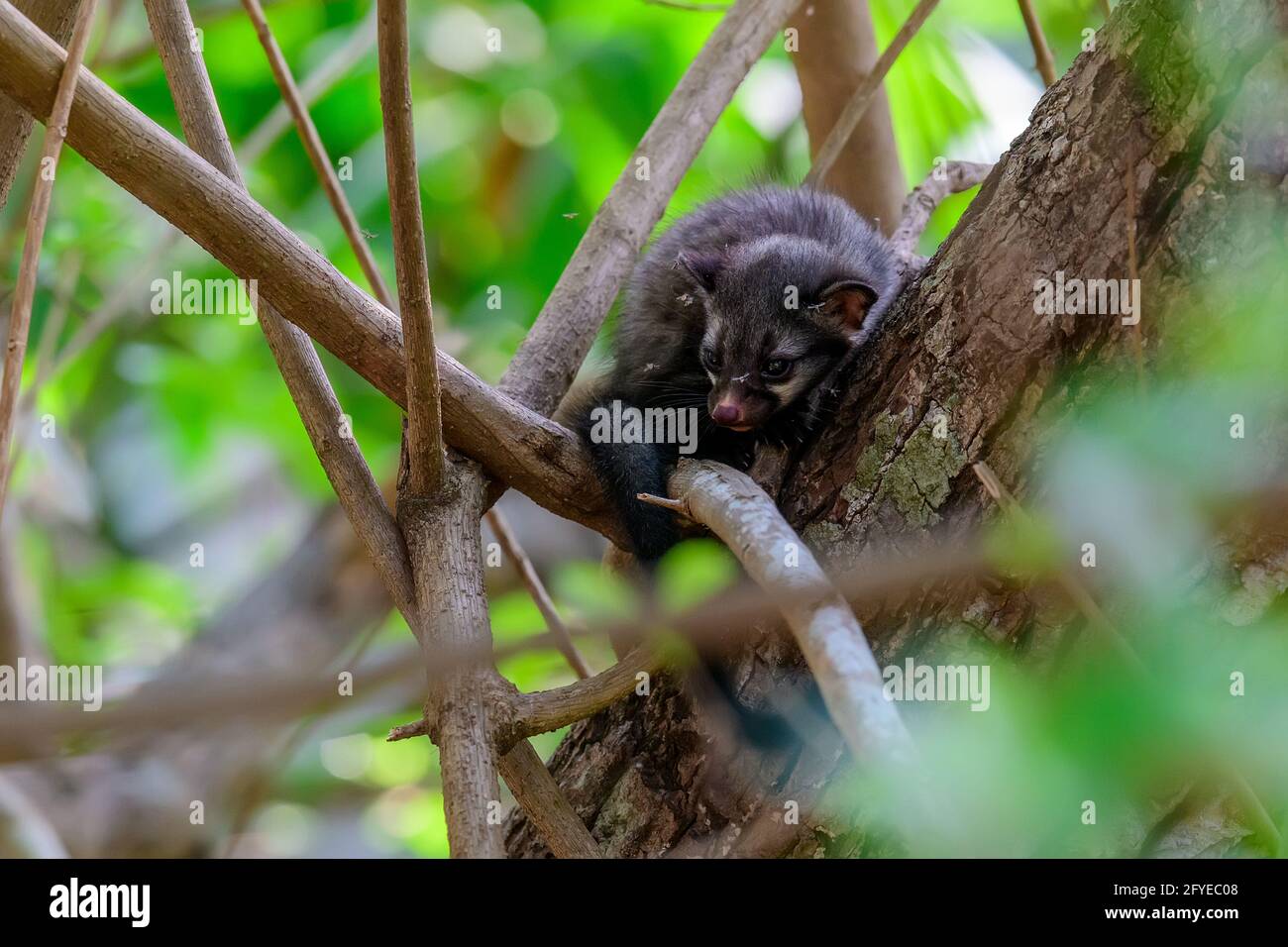 Asian palm civet cub on the trees, A tiny creature lost in the jungle ...