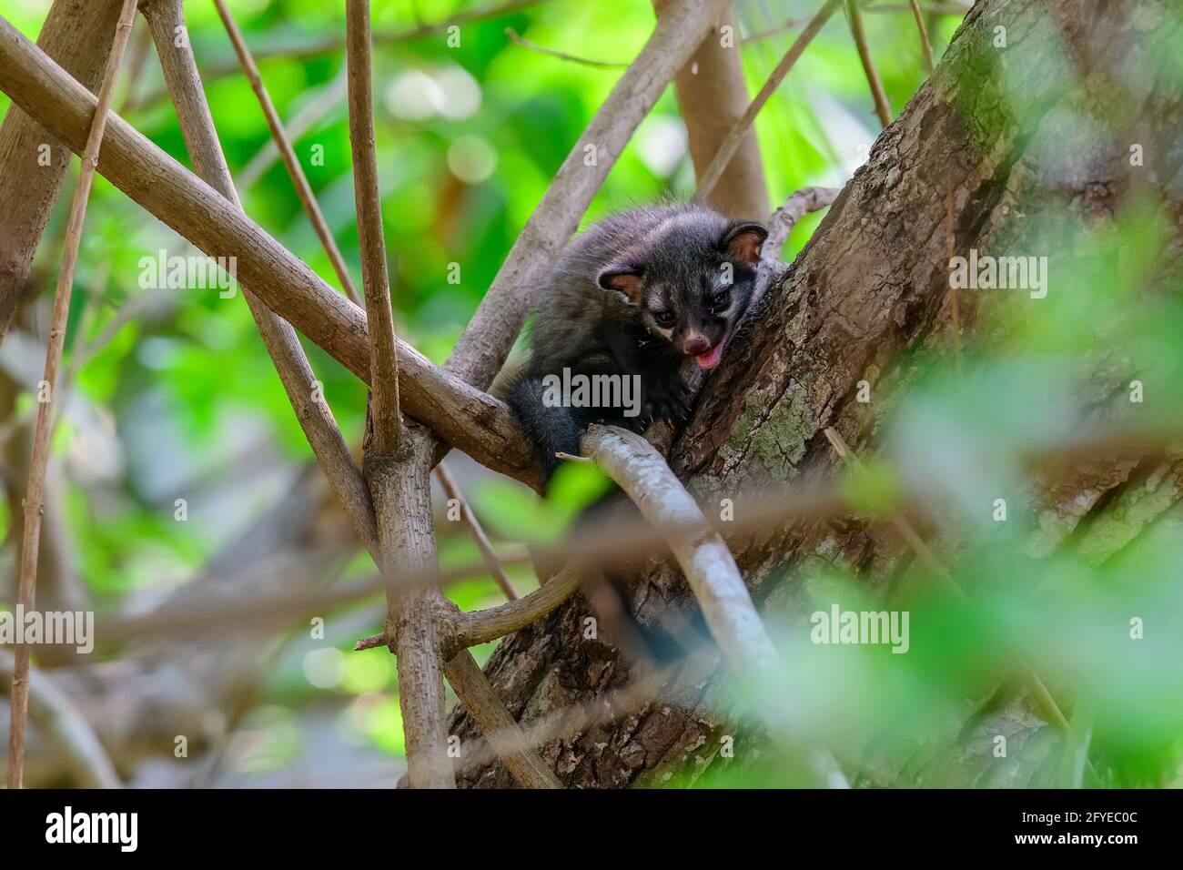 Asian palm civet cub on the trees, A tiny creature lost in the jungle ...