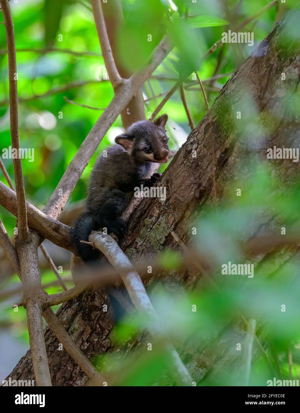 Asian palm civet cub on the trees, A tiny creature lost in the jungle ...