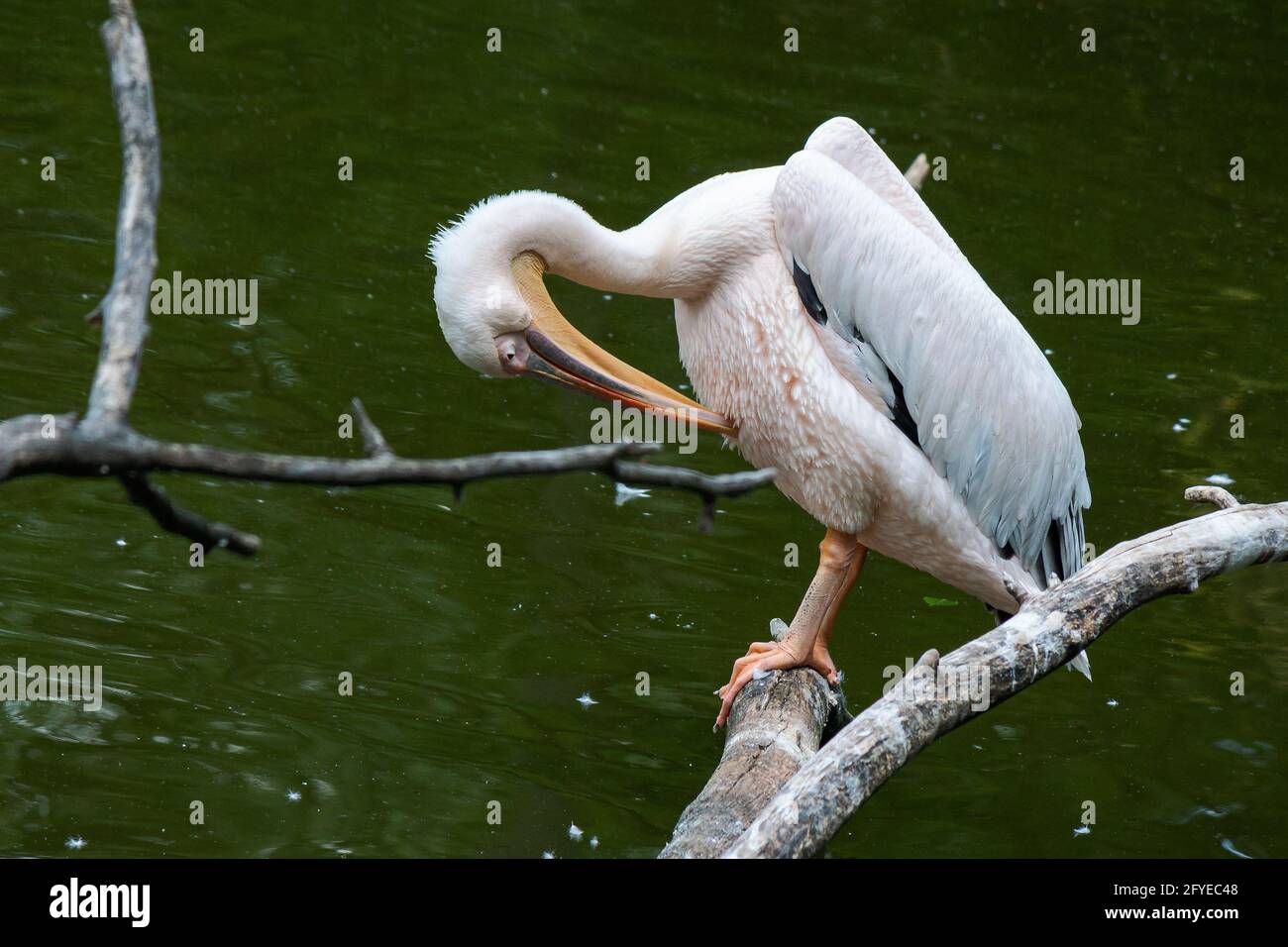 pelican on the branch near water. bird cleaning their feathers Stock ...