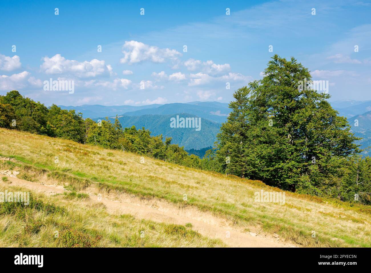 beech trees on the grassy meadow. mountain scenery on a bright ...