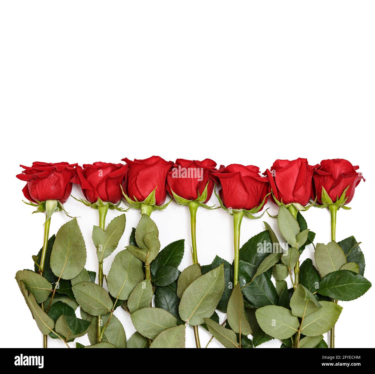 Rows of Red Roses Lined Up Along the Image Edge on White Stock Photo ...