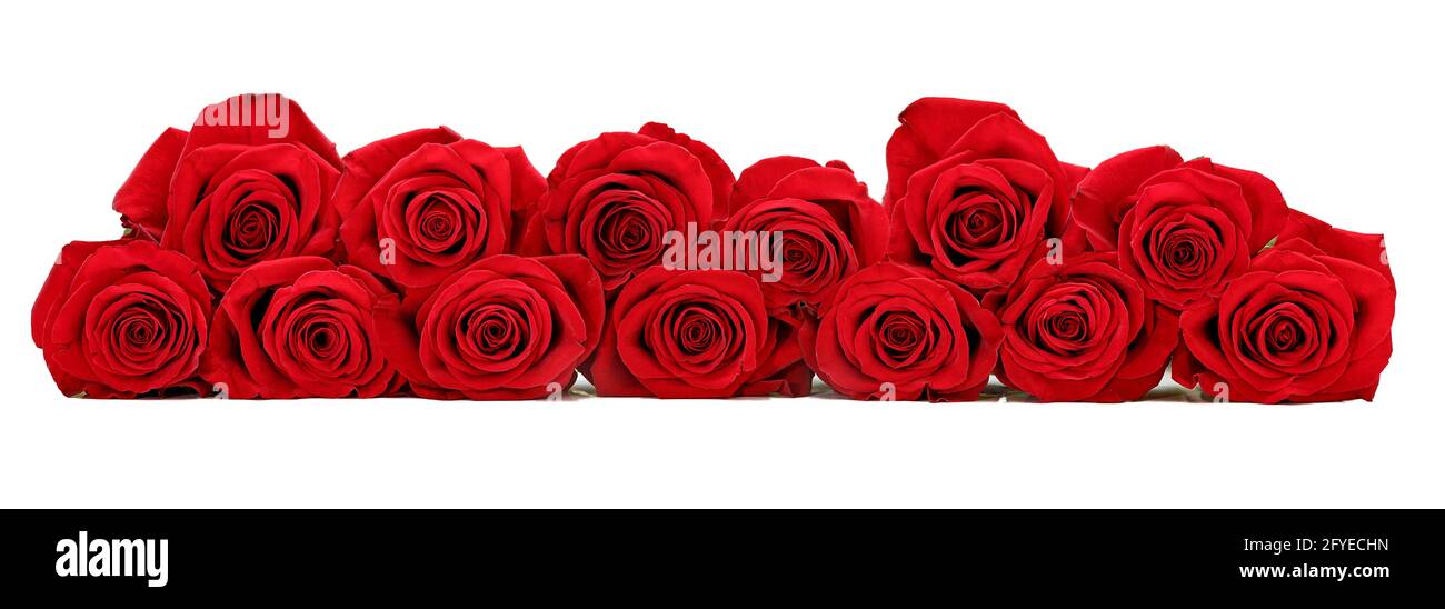 Beautiful red roses arranged as a horizontal border over white Stock ...