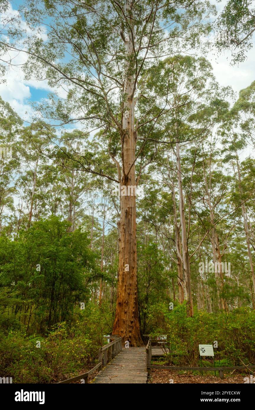 Gloucester tree hi-res stock photography and images - Alamy