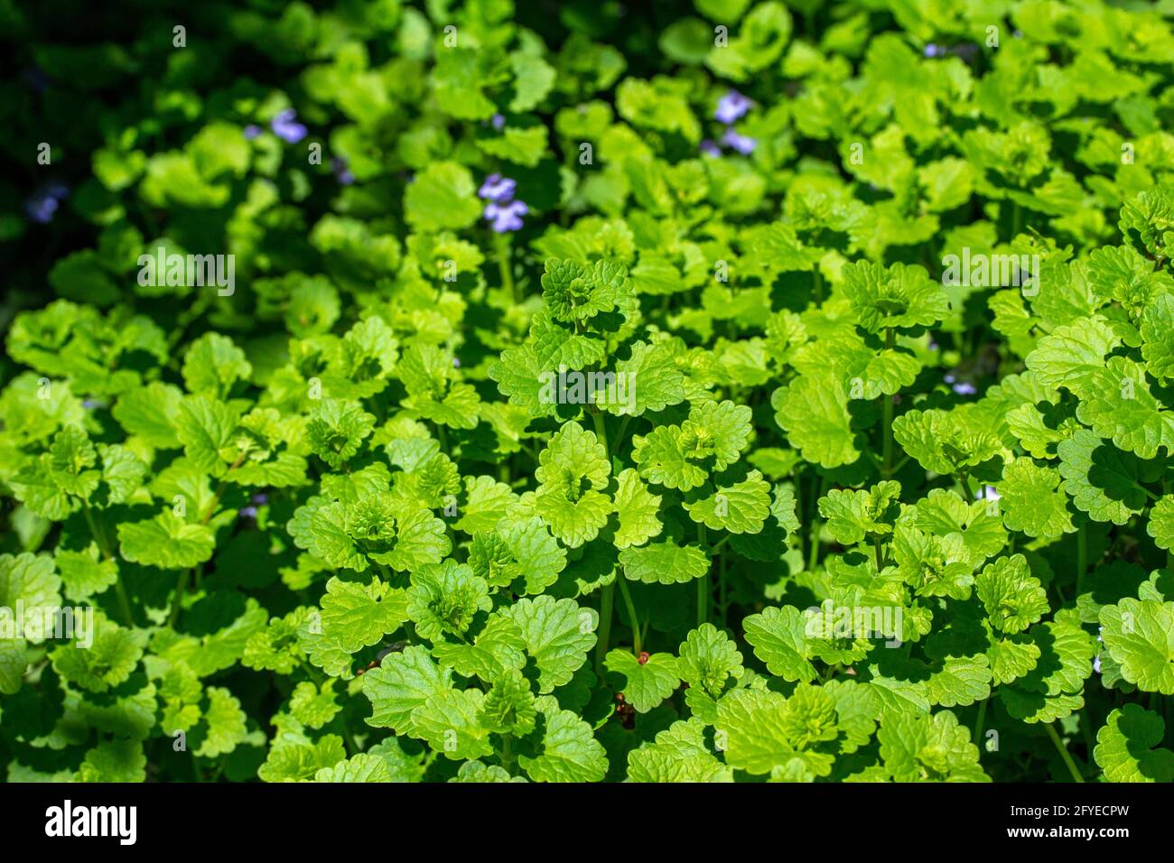 Creeping charlie weed hi-res stock photography and images - Alamy