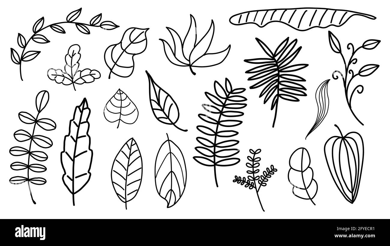 vector doodle hand drawn Leaves Set Stock Vector Image & Art - Alamy