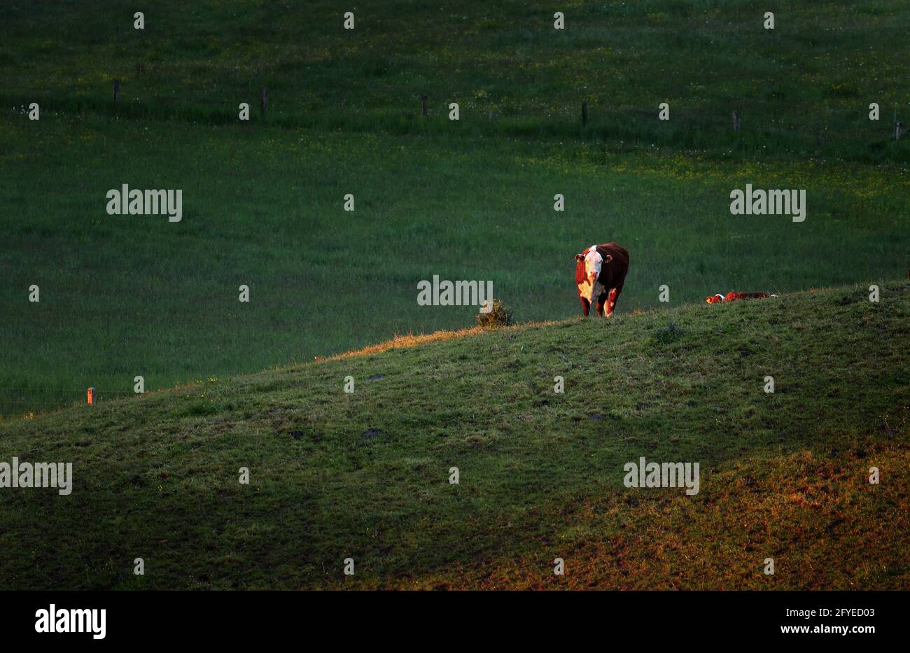 Thaining, Germany. 28th May, 2021. A cow in a pasture is illuminated by ...