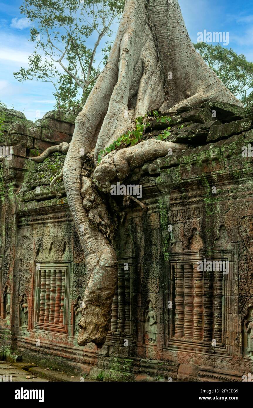 Tree Roots in Preah Kahn, Siem Reap, Cambodia Stock Photo - Alamy
