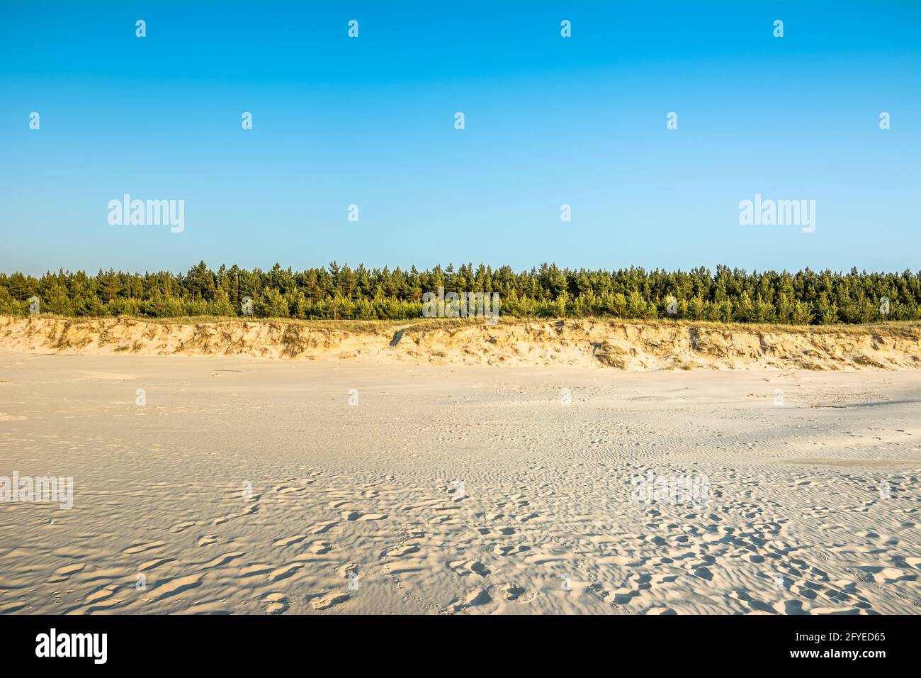 Beautiful sea dunes, white sand and pine forest in the summer ...