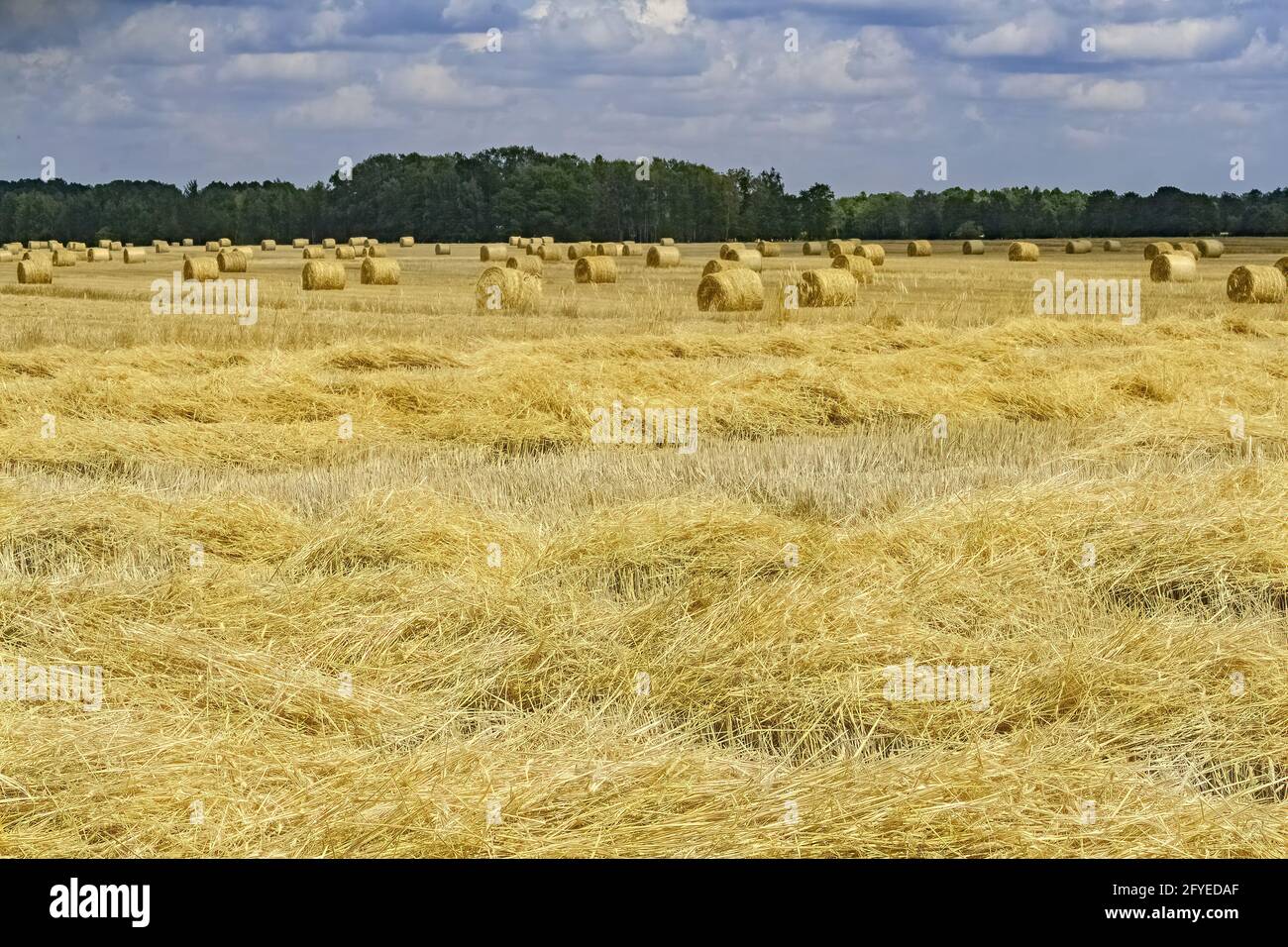 Dry field with hay rolls Stock Photo - Alamy