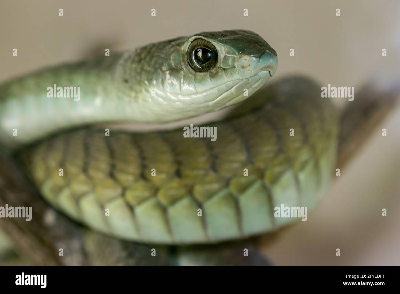 Close up of Female Boomslang Snake Stock Photo - Alamy