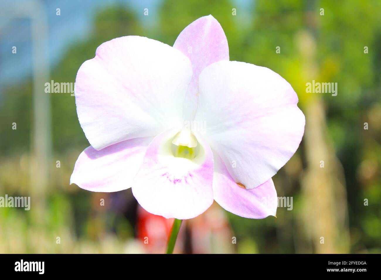 white color orchid flower isolated Stock Photo - Alamy