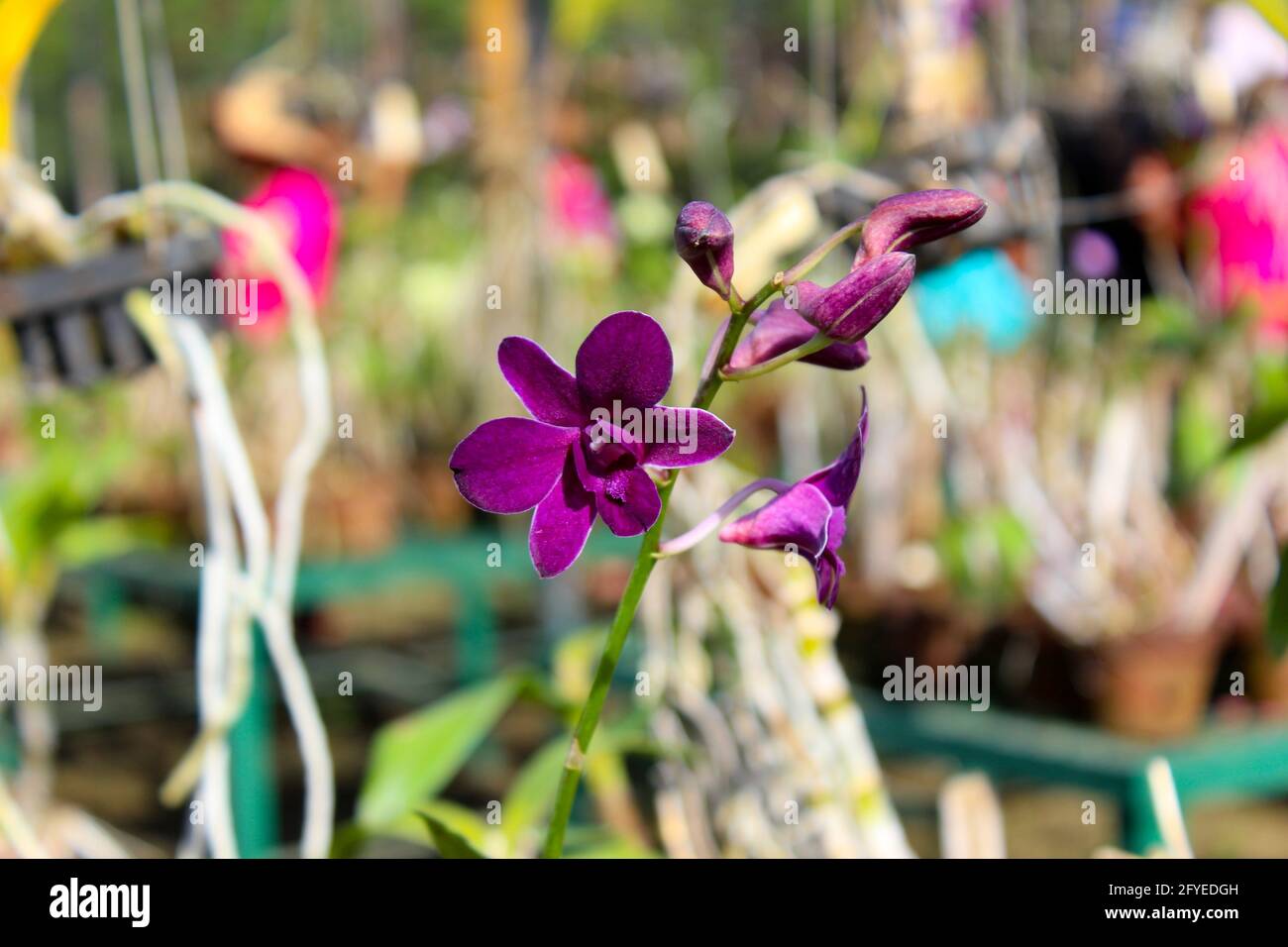 Purple color dendrobium orchid flower Stock Photo - Alamy