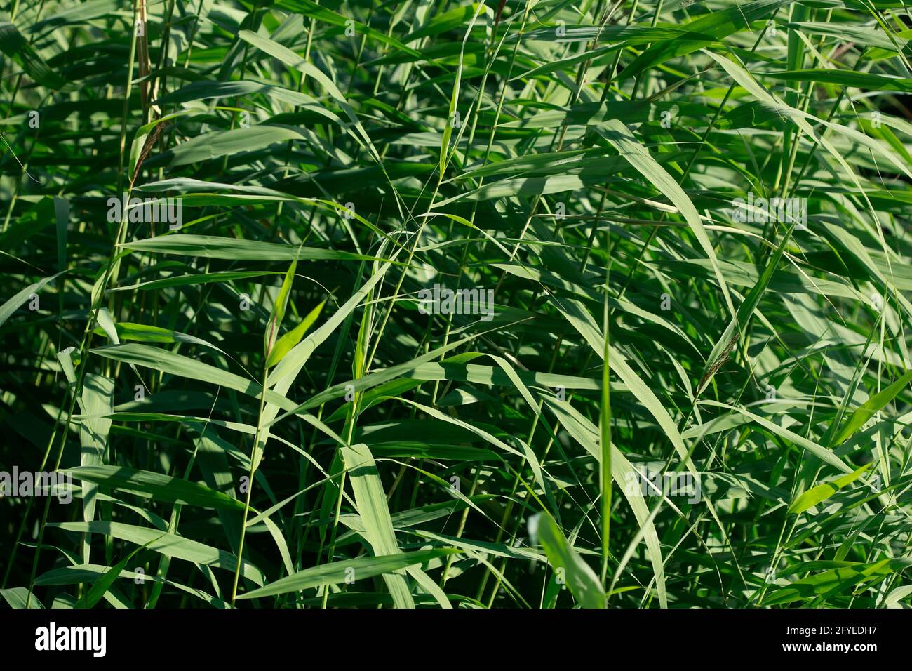 Schilfgras see hi-res stock photography and images - Alamy