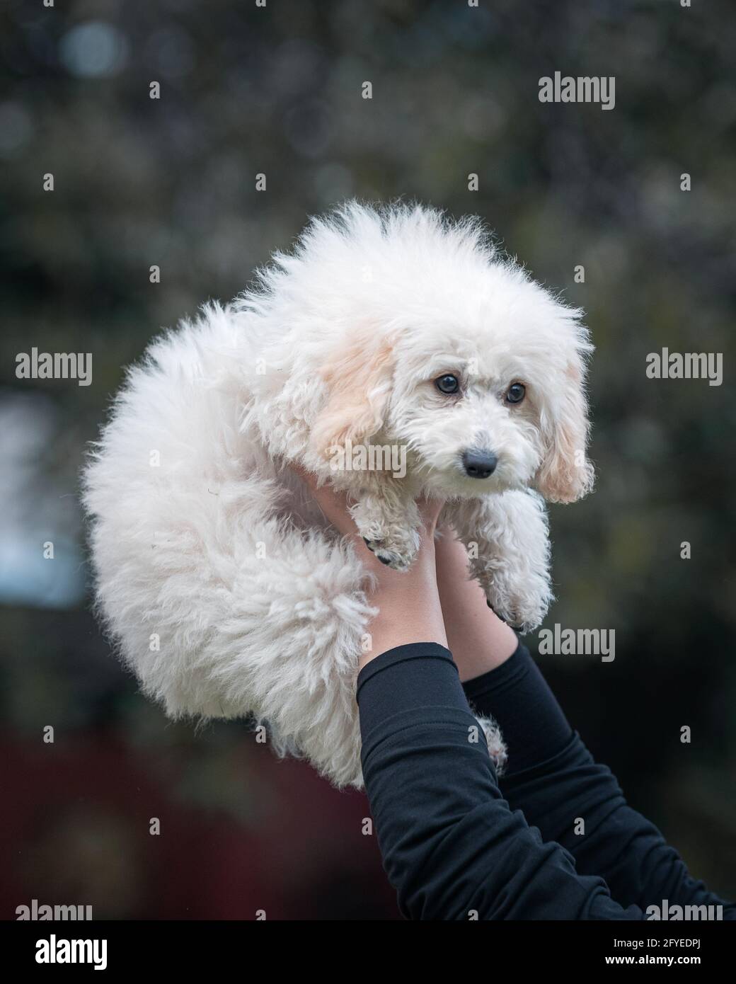 Red miniature poodle puppy hi-res stock photography and images - Alamy
