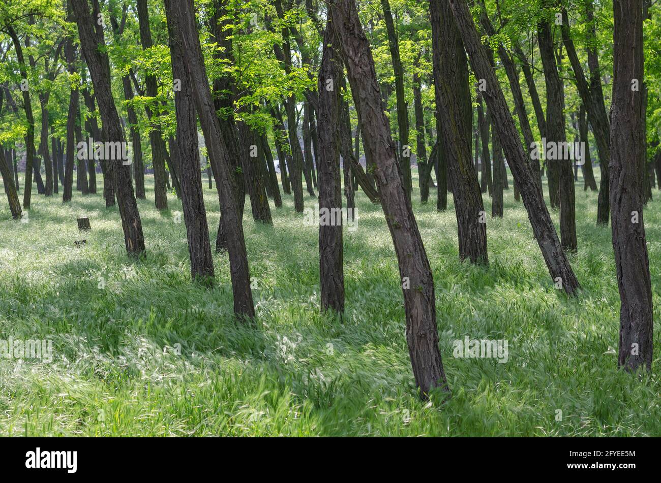 Acacia forest with green spring grass. Weedy grass with spikelets in ...