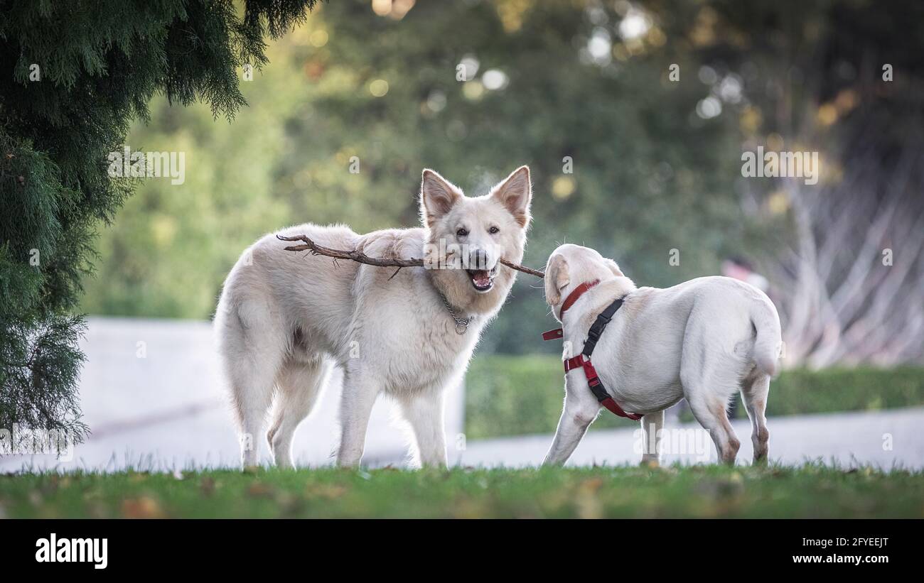 Labrador australian shepherd hi-res stock photography and images - Alamy
