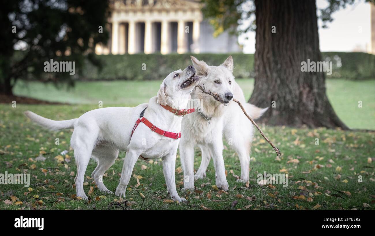 Labrador australian shepherd hi-res stock photography and images - Alamy