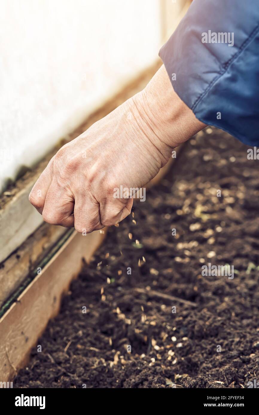 Hand senior woman seeding hi-res stock photography and images - Alamy