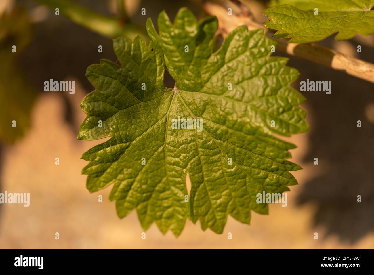 Young vine leaf (Vitis spp Stock Photo - Alamy