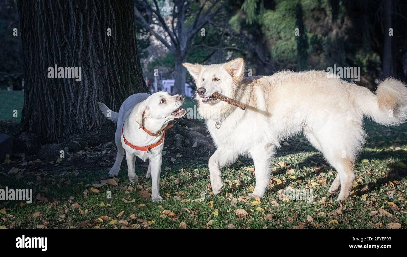 Labrador australian shepherd hi-res stock photography and images - Alamy