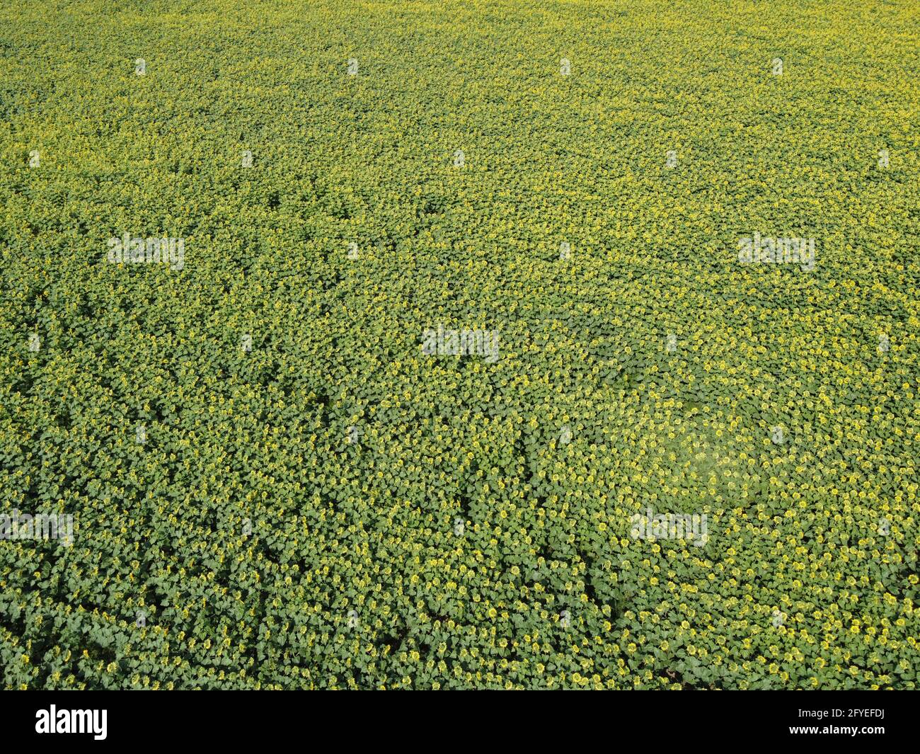 Sunflower field on a sunny day, aerial view. Farm field planted with ...
