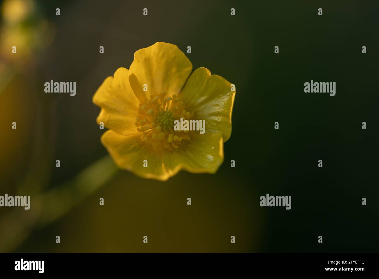 Creeping Buttercup ( Ranunculus repens ) also known as Sitfast or ...