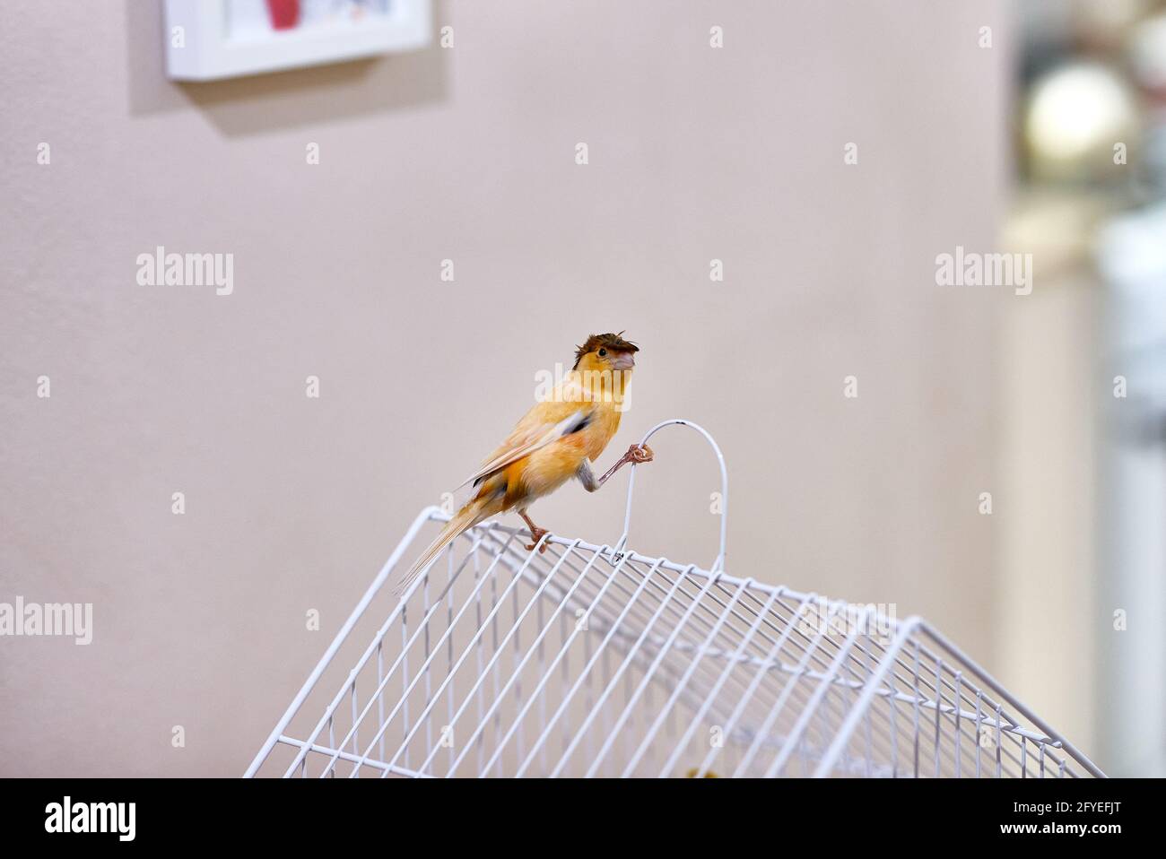 little yellow canary bird standing on cage looking in camera Stock ...