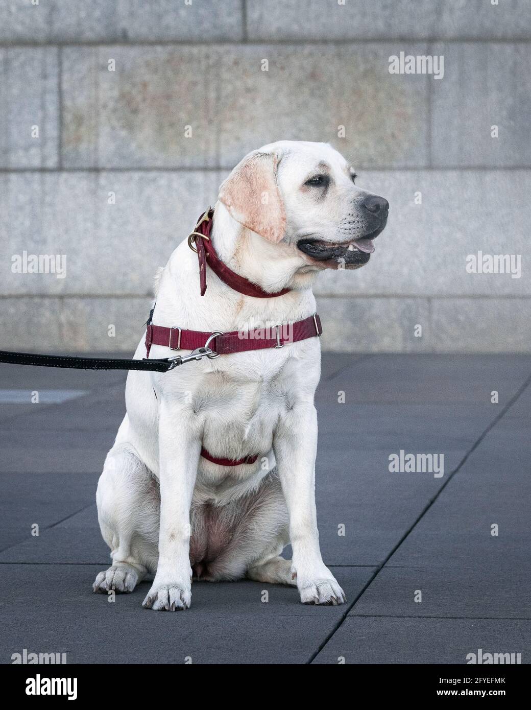 Labrador vector hi-res stock photography and images - Alamy