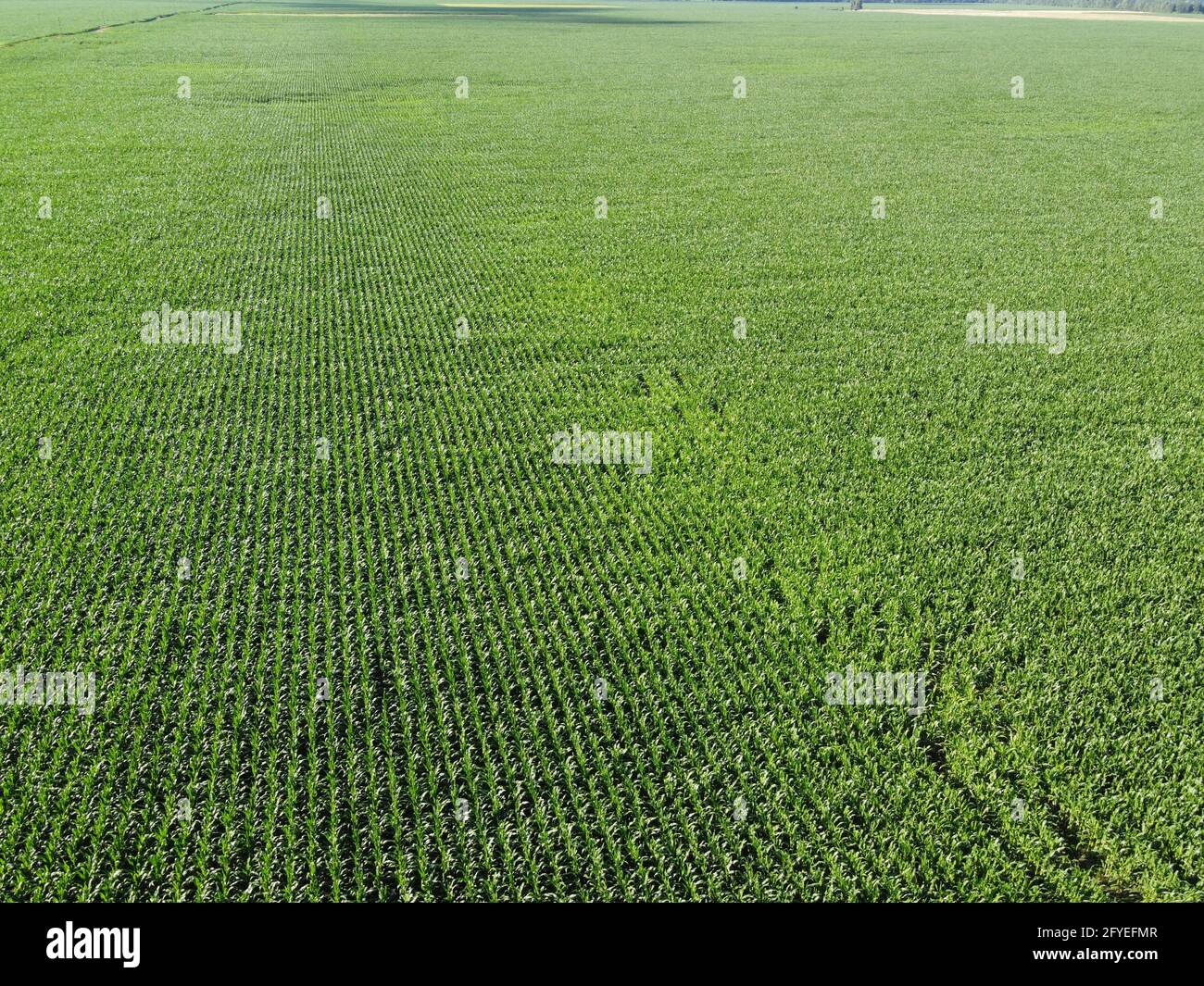 Extensive corn fields, top view. Green farm fields, landscape Stock ...
