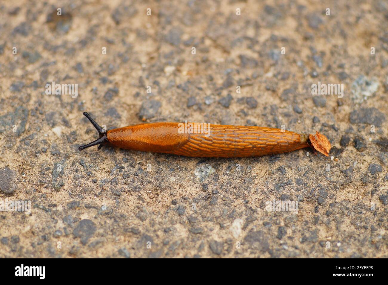 Slug crossing hi-res stock photography and images - Alamy