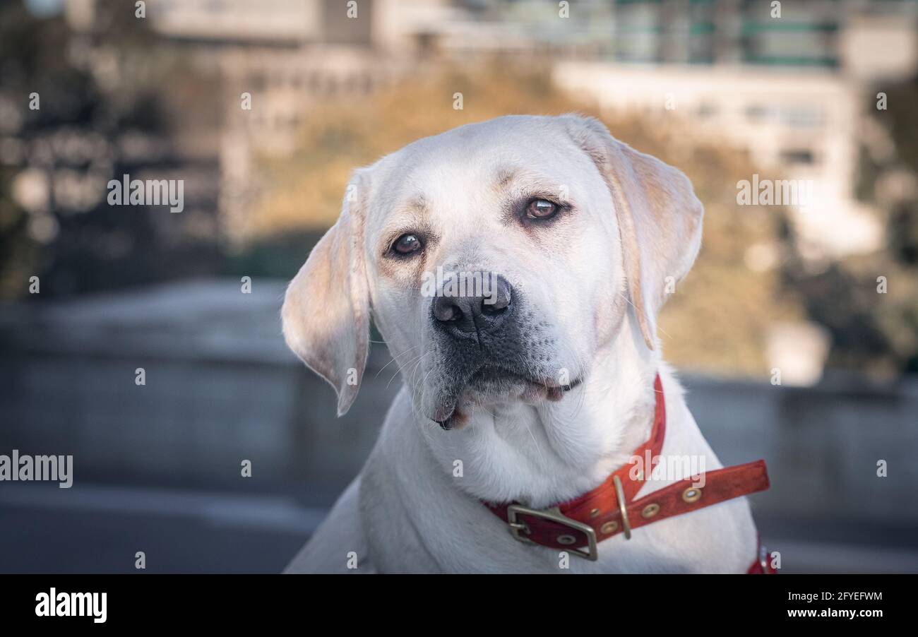 Labrador vector hi-res stock photography and images - Alamy