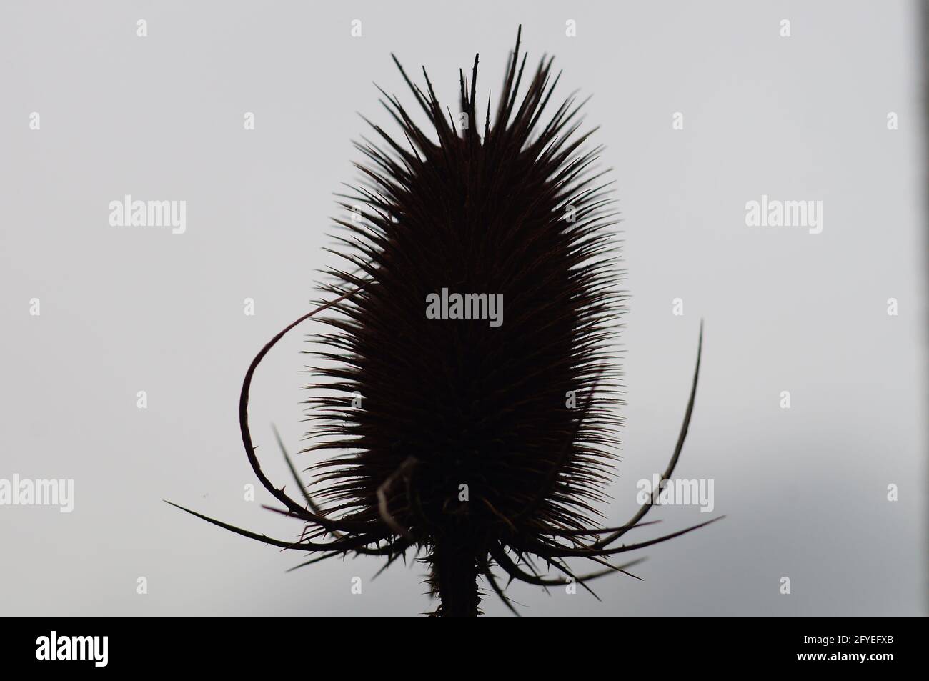 Dry stand of wild teasel hi-res stock photography and images - Alamy