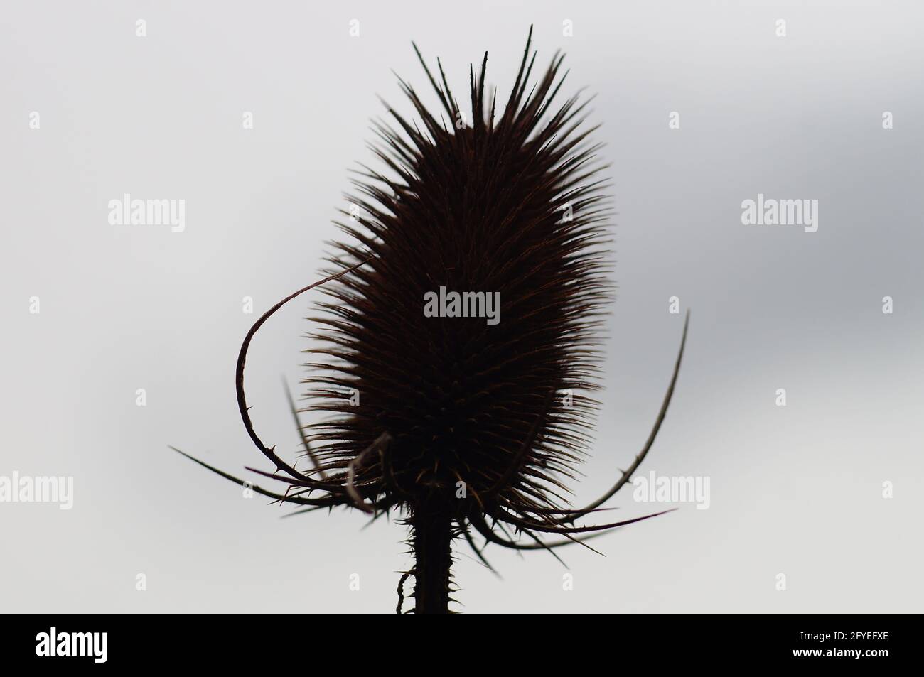 Dry stand of wild teasel hi-res stock photography and images - Alamy