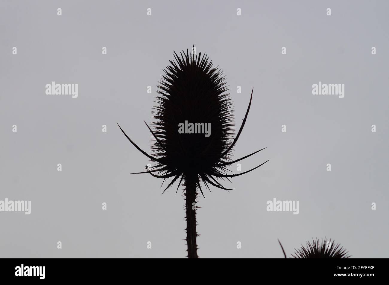 Dry stand of wild teasel hi-res stock photography and images - Alamy