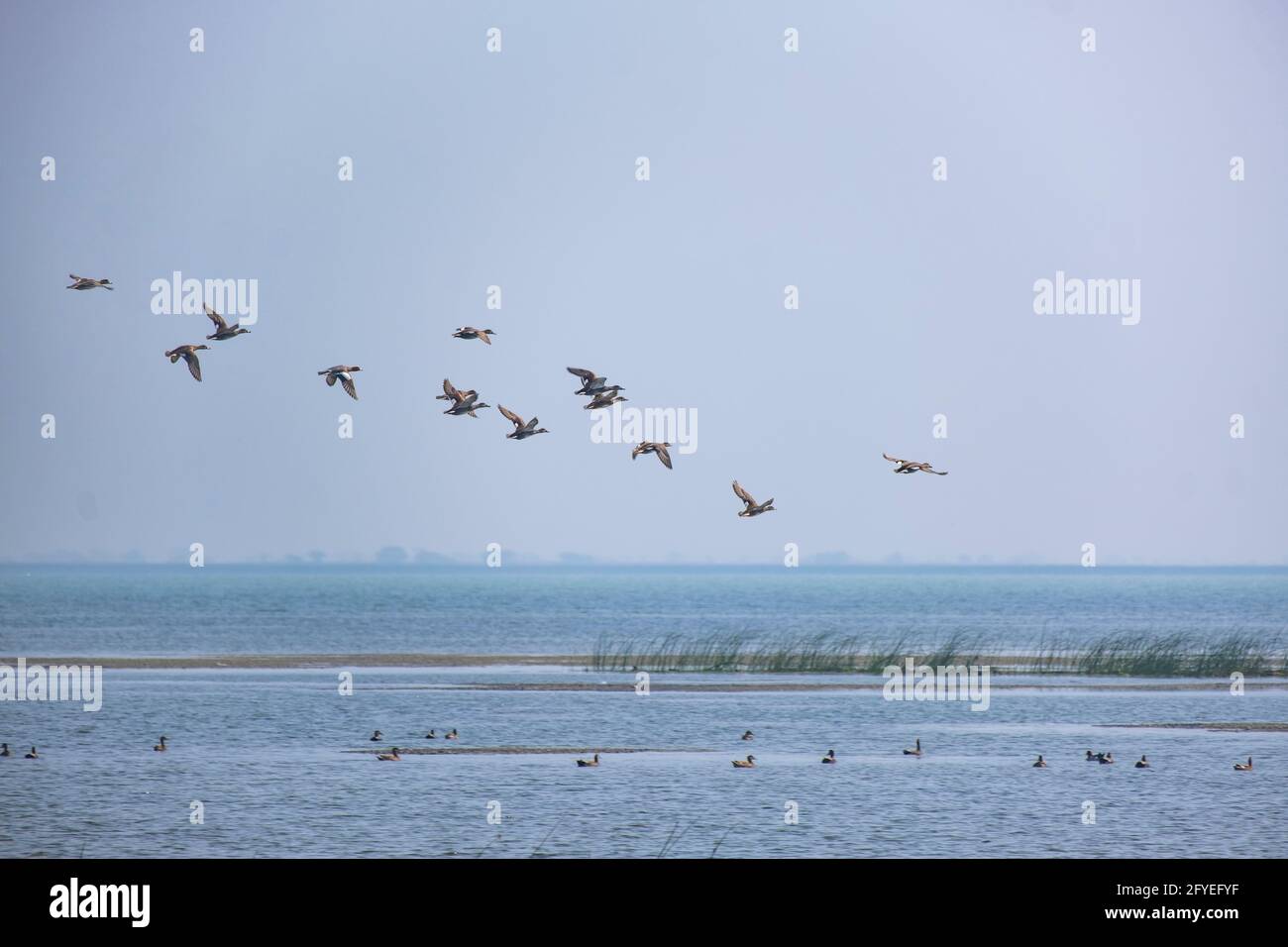 Birds in Chilika lake Stock Photo - Alamy