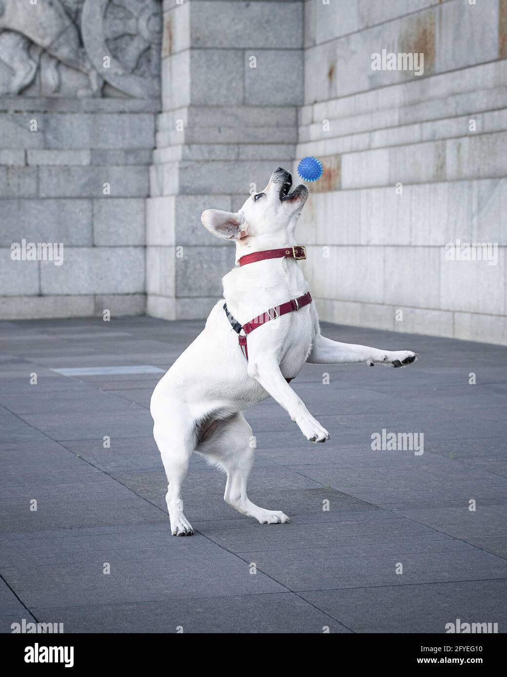 Labrador vector hi-res stock photography and images - Alamy