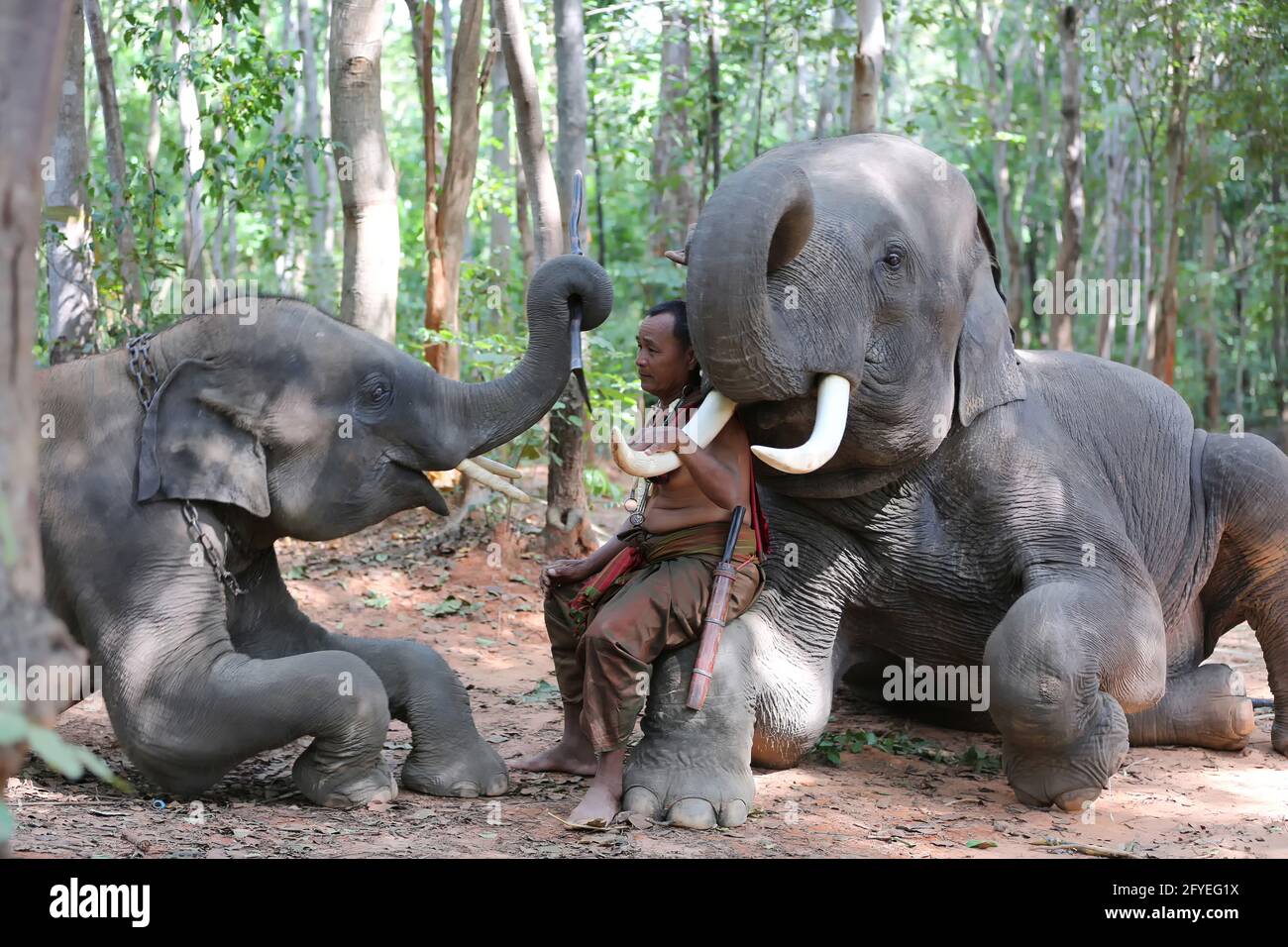 An elephant mahout and elephant walking through the haze in the jungle ...