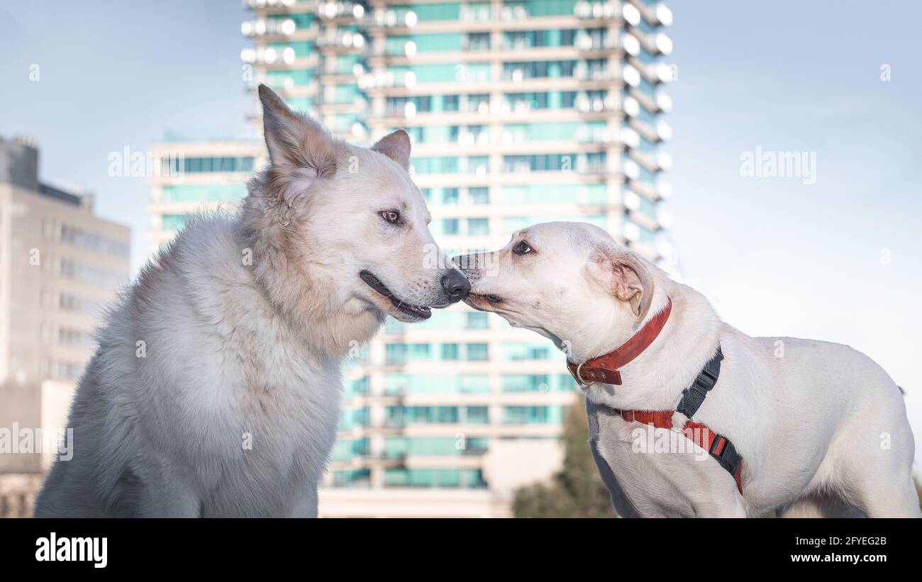 Mixed breed australian shepherd hi-res stock photography and images - Alamy
