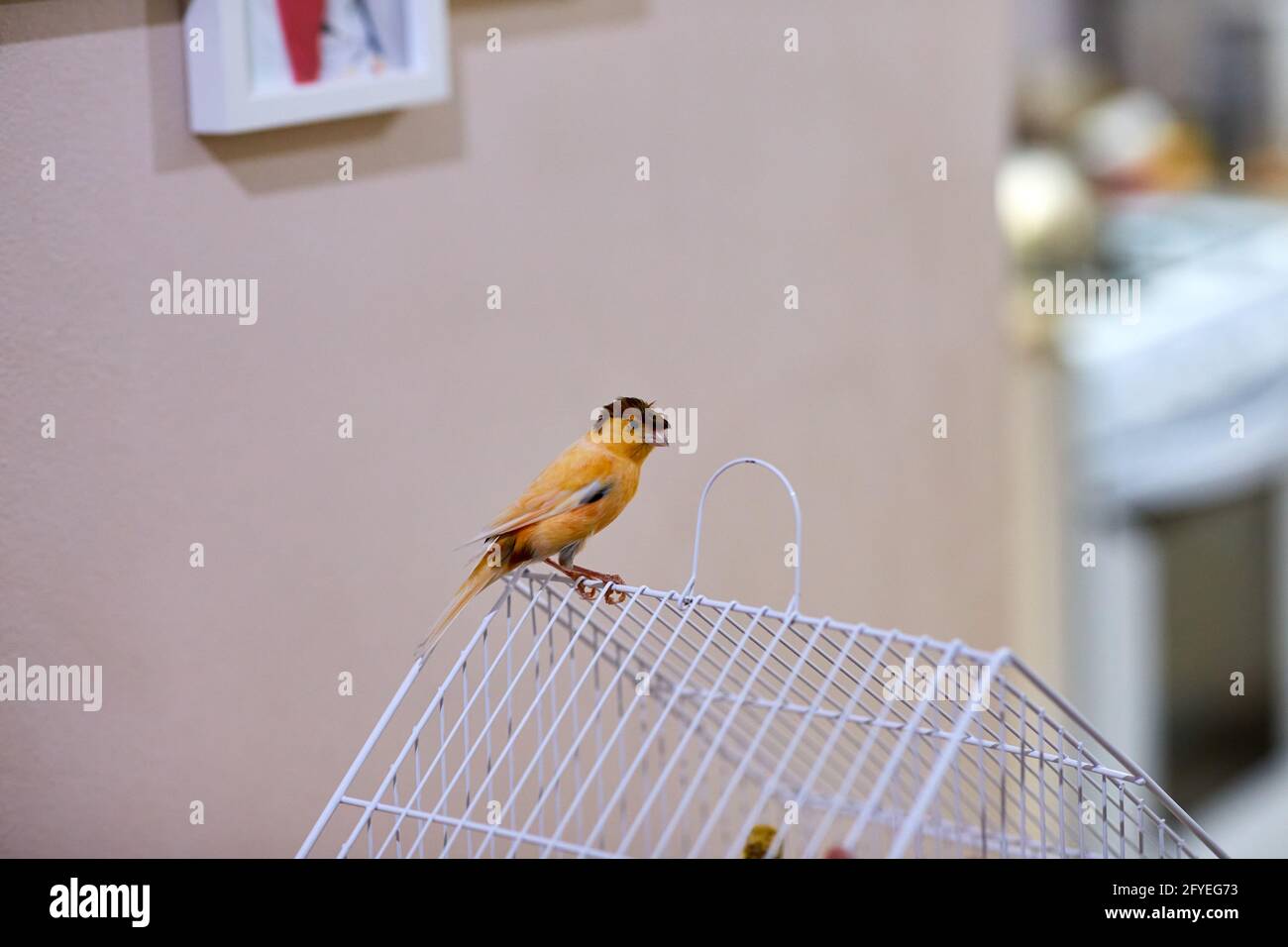little yellow canary bird standing on cage looking in camera Stock ...
