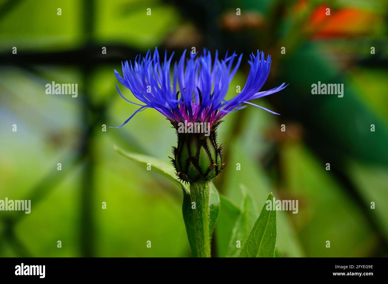 An ornamental form of the cornflower in detail Stock Photo - Alamy