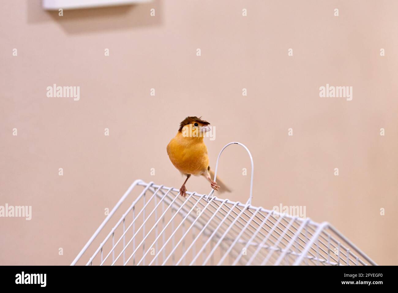little yellow canary bird standing on cage looking in camera Stock ...